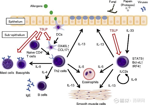 TSLP在研进展 TSLP背景介绍胸腺基质淋巴细胞生成素(thymic stromal lymphopoietin,TSLP)是一种具有多 ...
