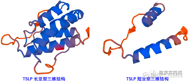 TSLP在研进展 TSLP背景介绍胸腺基质淋巴细胞生成素(thymic stromal lymphopoietin,TSLP)是一种具有多 ...