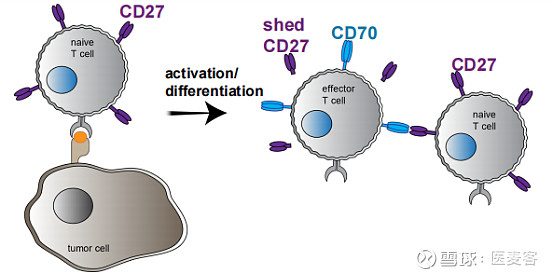 “现货型”CD70 CAR-T疗法获FDA快速通道资格，实体瘤治疗迎来加速度丨医麦猛爆料 2022年3月12日/医麦客新闻 eMedClub ...
