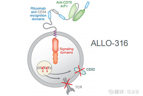 “现货型”CD70 CAR-T疗法获FDA快速通道资格，实体瘤治疗迎来加速度丨医麦猛爆料 2022年3月12日/医麦客新闻 eMedClub ...
