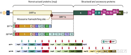 （新冠特效药的）实力靶点3CL：群雄逐鹿，先入者王 新型冠状病毒全球大流行已经持续两年多，让我们见证了全球各道开发创新治疗方法的努力，也目睹了 ...