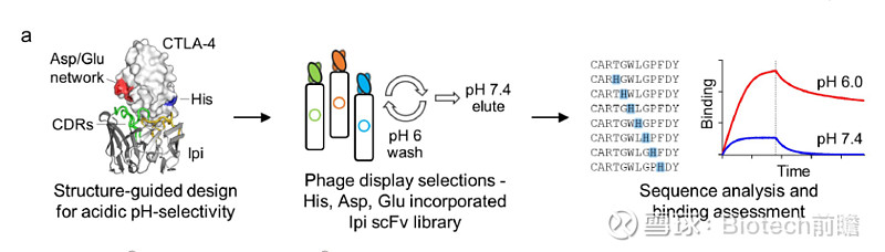 BMS开发PH依赖型CTLA-4抗体，舍弃Ipi还是差异化布局？ ——快讯——施贵宝公司的第一代的抗CTLA-4单抗，即伊匹木单抗，联用自家的 ...