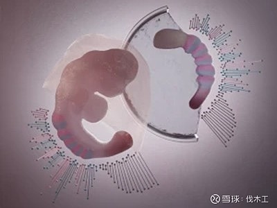 Spatial Genomics:荧光原位测序 (FISSEQ) 揭示染色体轮廓，一次一个点将成像与测序相结合的方法正在揭示基因组的组织原理 ...