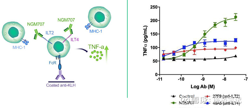 LILRB靶点竞争格局 LILRB家族受体属于I型跨膜糖蛋白，胞外为Ig样结构域可以结合相应的配体，胞内含有ITAM结构域，可以募集SHP1 ...