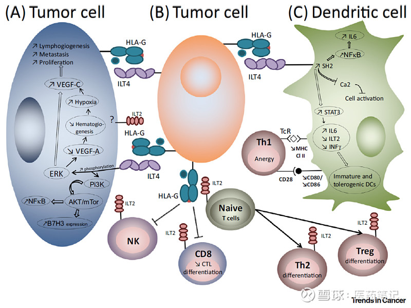 LILRB靶点竞争格局 LILRB家族受体属于I型跨膜糖蛋白，胞外为Ig样结构域可以结合相应的配体，胞内含有ITAM结构域，可以募集SHP1 ...