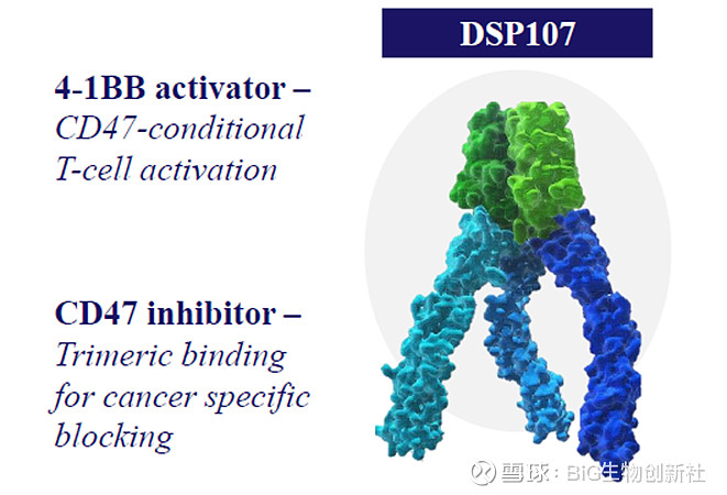 新型靶向CD47/4-1BB的双功能三聚体融合蛋白 作者 | 大脸猫编辑 | 王聪目前围绕CD47/SIRPα信号轴已经有多种类型的药物处于 ...