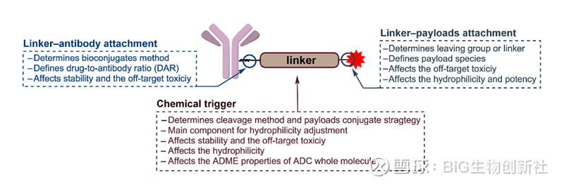 ADC连接子的最新研究进展 由于有效载荷、连接子和偶联方法的改进，抗体偶联药物（ADC）的发展在过去十年中取得了显著进展。特别是，连接子设计在 ...