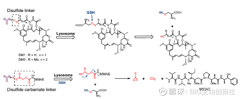 ADC连接子的最新研究进展 由于有效载荷、连接子和偶联方法的改进，抗体偶联药物（ADC）的发展在过去十年中取得了显著进展。特别是，连接子设计在 ...