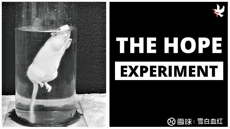 残酷的实验：关于“求生希望”的实验 一位博士把老鼠扔进水桶，看能多久不死，残忍却成著名实验1950年代，美国哈佛大学的一位著名毕业生，约翰· ...