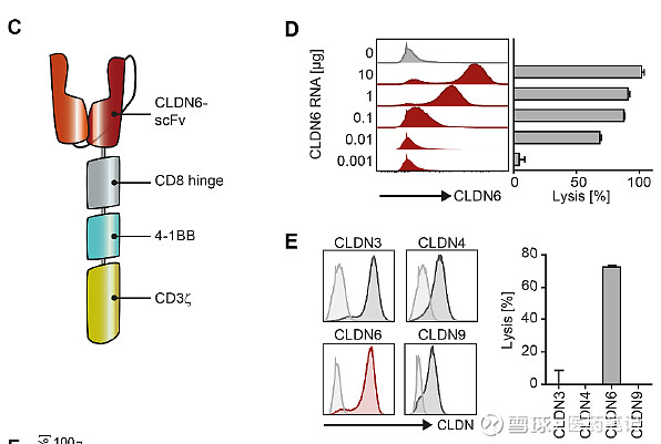 BioNtech：Claudin6 CAR-T+CARVac实体瘤获进展 2022年4月10日， BioNtech 在AACR会议上披露了其 ...