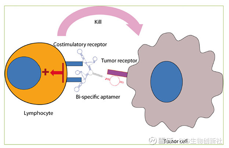 汇总丨4-1BB单/双抗项目进展 图1. T细胞激动受体与抑制受体除了聚焦以PD-1/PD-L1、LAG-3等为代表的免疫检查点以外，也有不少 ...