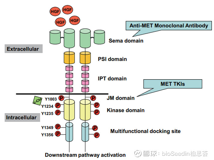 研究报告 | 靶向c-Met药物在研现状 01 c-Met靶点简介间质表皮转化因子 (c-Mesenchymal-epithelial transition fa... - 雪球