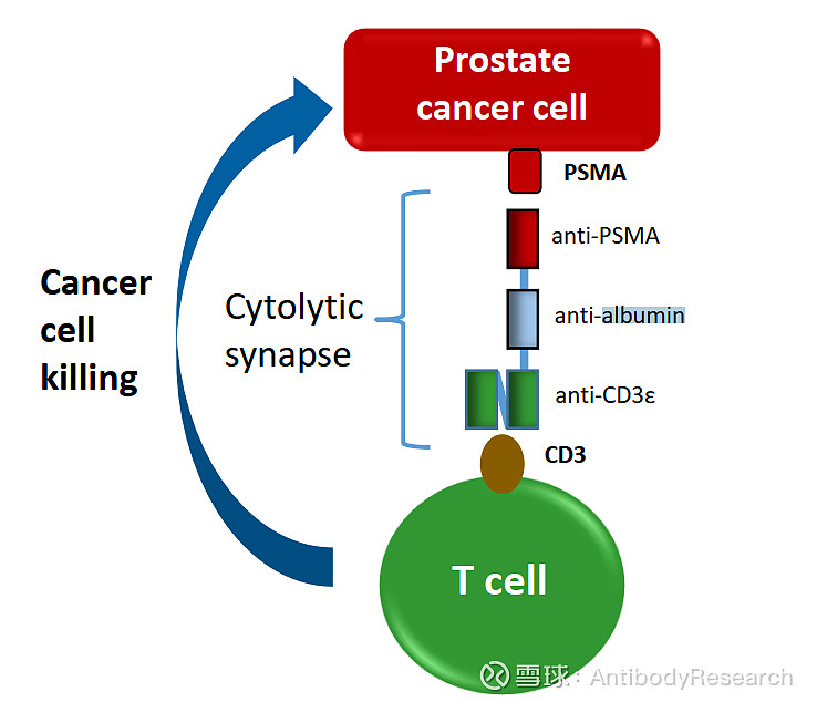 Harpoon Therapeutics 终止CD3XPSMA双抗开发，大跌近30% 追溯 2022年3月10日， Harpoon ...