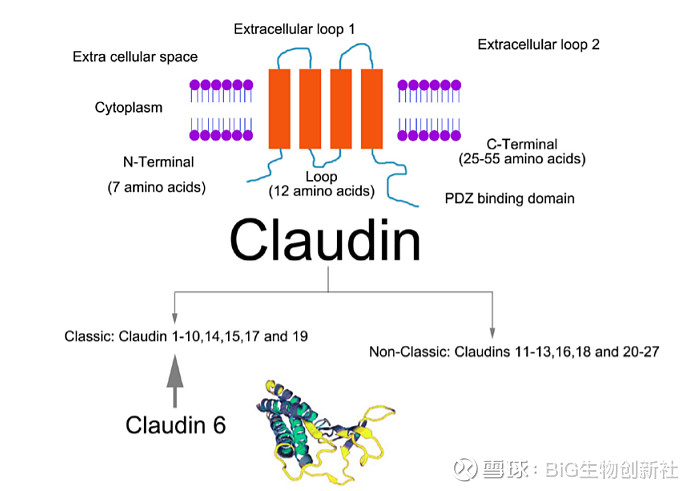 AACR 2022：CLDN 18.2之后，CLDN6的角逐 在正在举行的2022AACR会议上，BioNTech，Amgen，天境生物等公司 ...