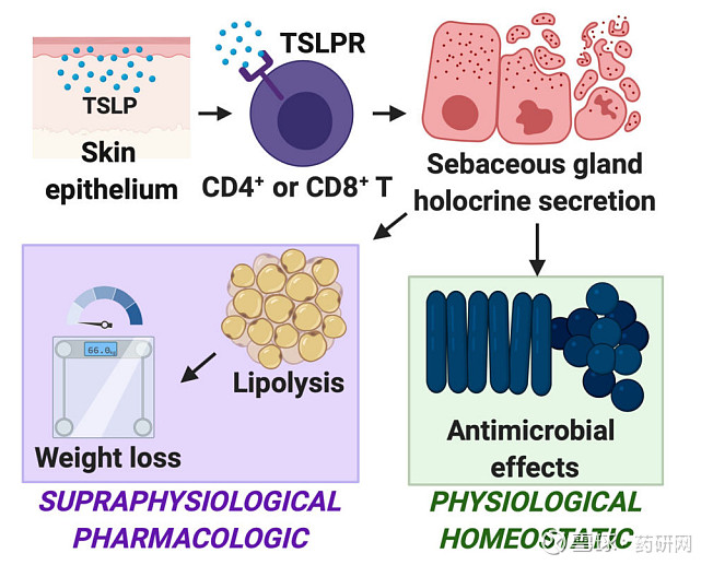 2022 AACR丨TSLP在研进展梳理 2022 AACR已经结束，回顾会议，针对TSLP靶点，各药企以及科研机构积极展示研究成果。作为一种 ...