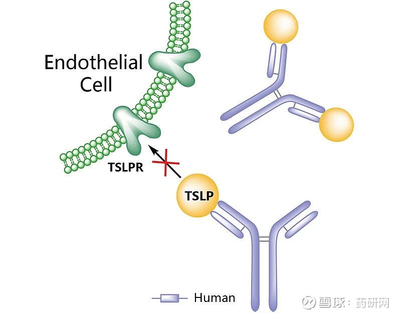 2022 AACR丨TSLP在研进展梳理 2022 AACR已经结束，回顾会议，针对TSLP靶点，各药企以及科研机构积极展示研究成果。作为一种 ...