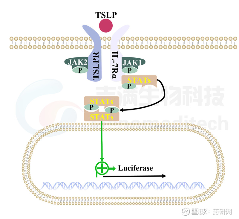 2022 AACR丨TSLP在研进展梳理 2022 AACR已经结束，回顾会议，针对TSLP靶点，各药企以及科研机构积极展示研究成果。作为一种 ...