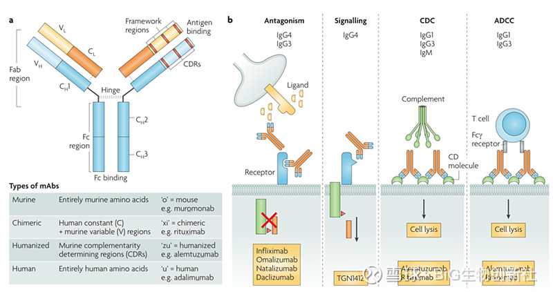 Nature Reviews | 详述单克隆抗体的安全性与副作用 概述单克隆抗体(Mab)目前已被确定为恶性肿瘤、移植排斥、自身免疫和传染病 ...