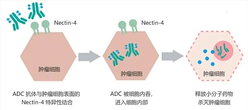2022AACR | 靶向Nectin-4，双环肽新药安全性存疑，新贵公司股价暴跌50% 在2022AACR会议上，Bicycle ...