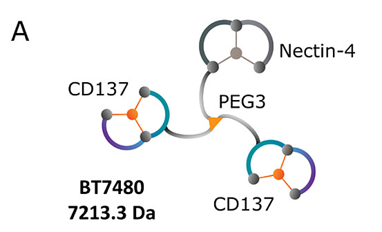 2022AACR | 靶向Nectin-4，双环肽新药安全性存疑，新贵公司股价暴跌50% 在2022AACR会议上，Bicycle ...