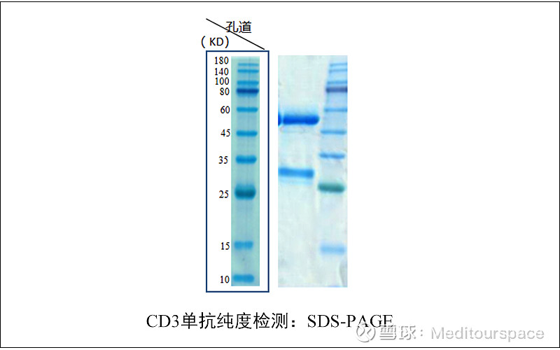 人源化CD3单抗助力T细胞药物开发 是免疫细胞药物开发中的核心原料，北京同立海源生物十余年专注 细胞与基因治疗（CGT）上游核心试剂原料的研发 ...