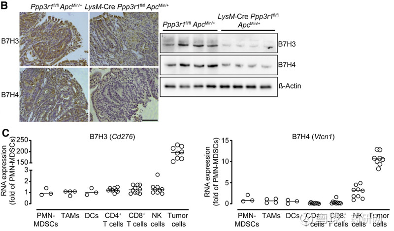 2022 AACR丨B7H3靶点在研进展梳理 2022 AACR已告一段落，回顾会议，继免疫检查点PD-1/L1后，B7家族的另一新兴的免疫 ...