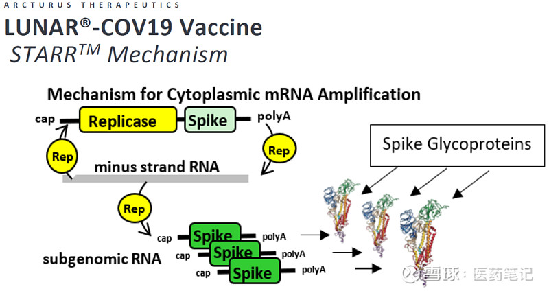首款自扩增mRNA疫苗三期临床成功 Armstrong 2022年4月20日，Arcturus Therapeutics 宣布新新冠MNRA ...
