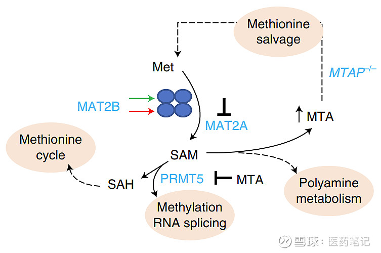 针对创新合成致死靶点MAT2A，英矽智能发现候选肿瘤靶向药物 近来，合成致死疗法的研发进展引起了人们对该领域的再度关注。先有AACR大会上涌现 ...