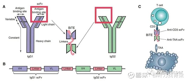 双特异性抗体——May the biology be with you 趁着上市的双抗还少，作为一个个人还能总结的动，另外已上市的双抗确实多数 ...