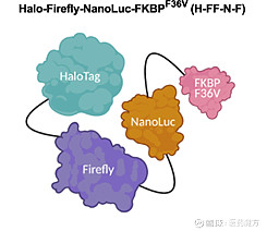新型蛋白降解技术NanoTAC 来了！与PROTAC相比，有何不同？ 降解剂介导的靶蛋白（protein of interest，POI）下调 ...