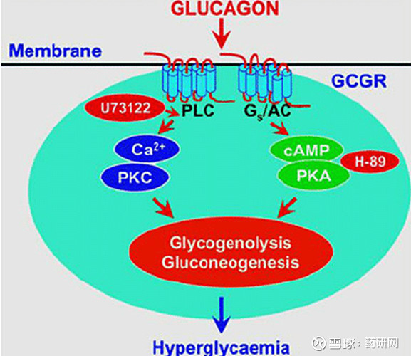 千亿市场丨GLP-1R/GCGR/GIPR/FGF21多靶点强势入场 中国是糖尿病第一大国，去年国内成年糖尿病患者数已超过1.3亿。据国际糖尿 ...