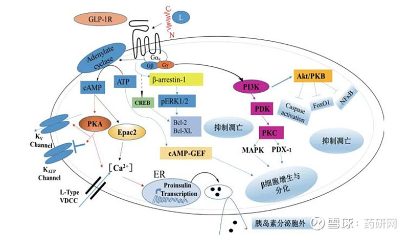 千亿市场丨GLP-1R/GCGR/GIPR/FGF21多靶点强势入场 中国是糖尿病第一大国，去年国内成年糖尿病患者数已超过1.3亿。据国际糖尿 ...