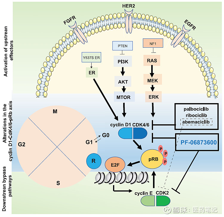 CDK2/4/6抑制剂：HR+/HER2-乳腺癌的明日之星 乳腺癌为女性最高发的癌种，但其作为一种异质性疾病，需要根据分子特征（molecular features）来指导治疗。乳... - 雪球