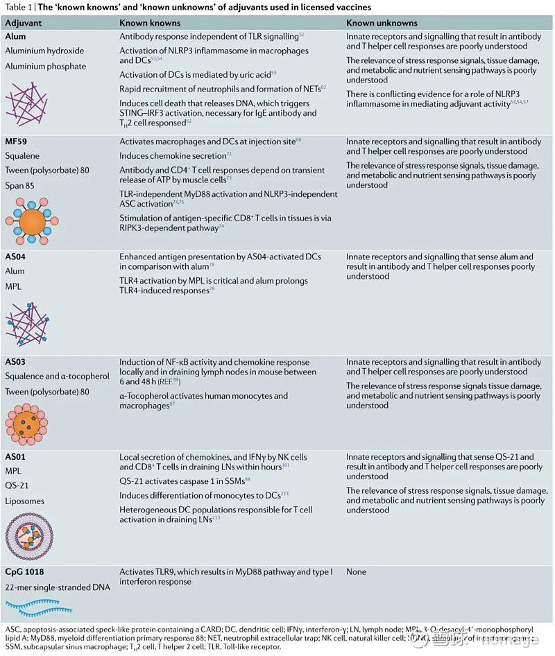 新冠三聚体蛋白疫苗媲美mRNA疫苗，三叶草生物制造 2021年6月14日， Novavax 宣布新冠疫苗NVX-CoV2373三期临床成功 ...