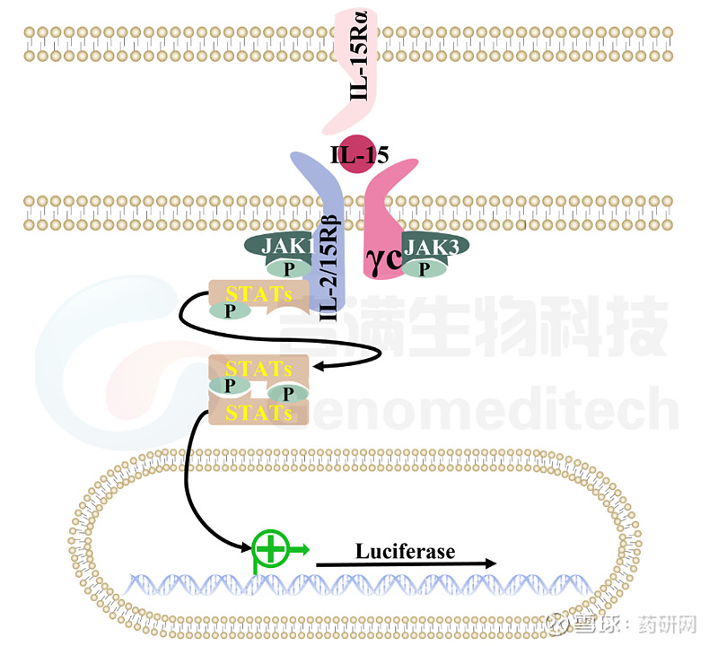 IL-2、IL-15丨老靶点重焕青春 交易回顾2018年， 百时美施贵宝 （BMS）36亿美元拿下Nektar的偏向性IL-2候选药 ...