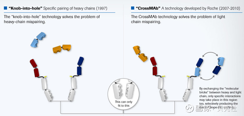 双抗，CrossMab技术十年成长史 CrossMab技术于2011年被开发出来，这种方法能够使双特异性抗体中的抗体轻链与其各自的重链正确结合 ...