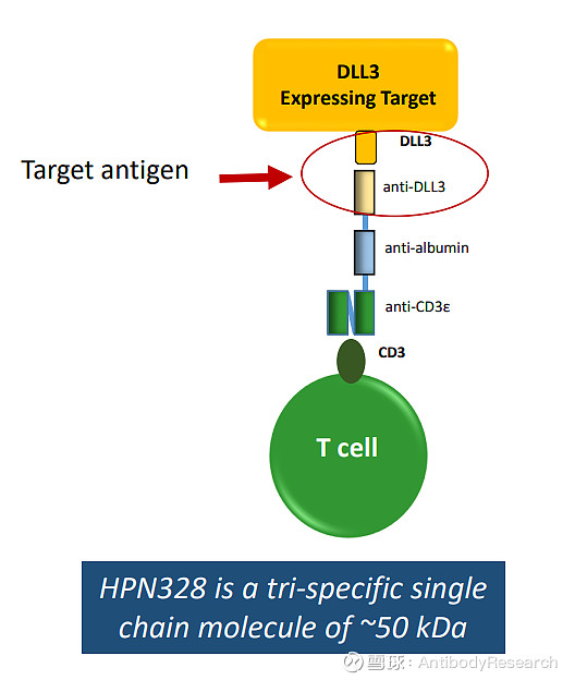 Harpoon更新BCMAxCD3和DLL3xCD3临床数据，股价涨幅20% 追溯 2022年5月中旬，Harpoon更新了主要管线 ...