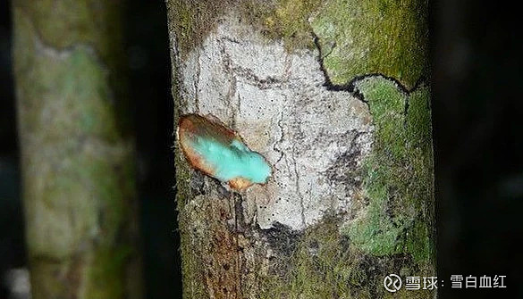 会流出蓝绿色的“含镍金属血”特异树 这种树名为“Pycnandra acuminata”，中文名也称“喜树”。它原产于新喀里多尼亚，不过现在 ...