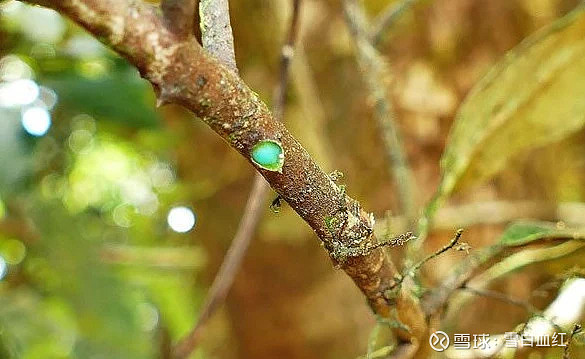 会流出蓝绿色的“含镍金属血”特异树 这种树名为“Pycnandra acuminata”，中文名也称“喜树”。它原产于新喀里多尼亚，不过现在 ...