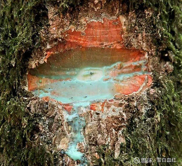 会流出蓝绿色的“含镍金属血”特异树 这种树名为“Pycnandra acuminata”，中文名也称“喜树”。它原产于新喀里多尼亚，不过现在 ...