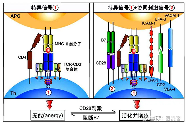 惠和生物首个三抗药物获FDA批准进入临床，CD3/CD28共刺激信号三抗备受关注 2022年5月19日/医麦客新闻 eMedClub News/--自单抗和双抗相继引爆肿瘤免疫治疗的研发大潮 ...