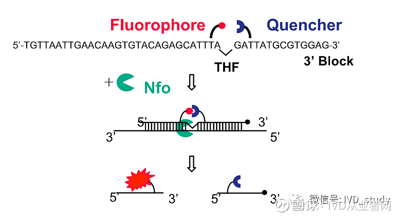 恒温扩增两大核心技术简析：RPA/RAA 文章来源：IVD学习笔记，作者：iAnny以下为恒温扩增领域常见名词解释重组酶聚合酶扩增技术，RPA, recombin... - 雪球