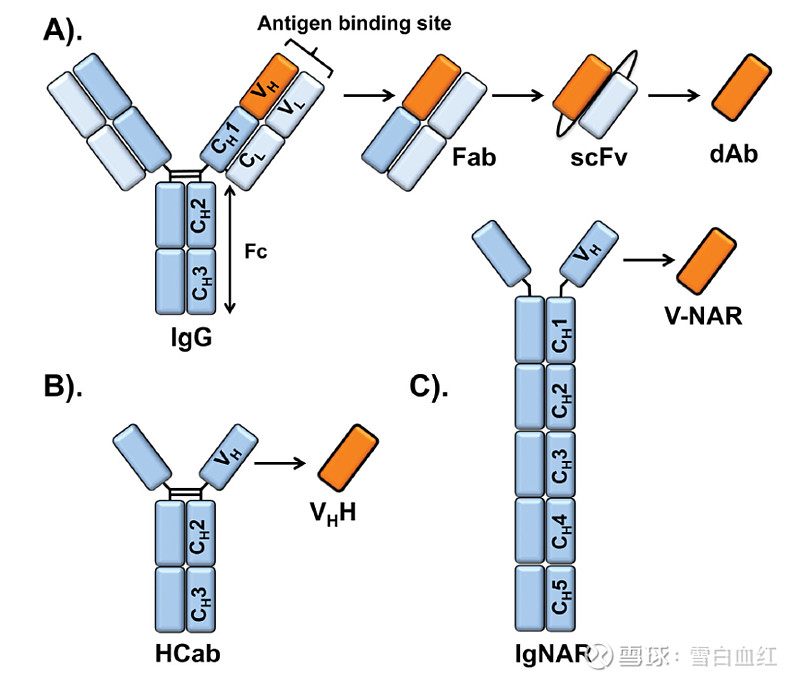VHH抗体之后将是人VH抗体？ 本文转自公众号“华人抗体”网页链接1993年，比利时布鲁塞尔自由大学免疫学家Hamers-Casterman ...