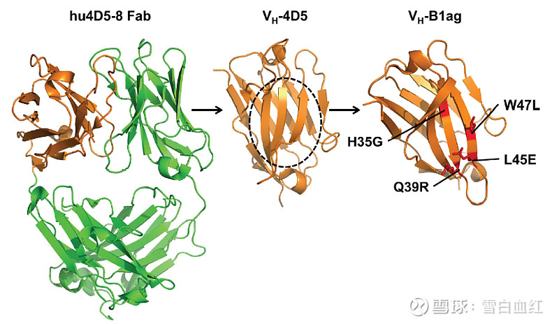 VHH抗体之后将是人VH抗体？ 本文转自公众号“华人抗体”网页链接1993年，比利时布鲁塞尔自由大学免疫学家Hamers-Casterman ...
