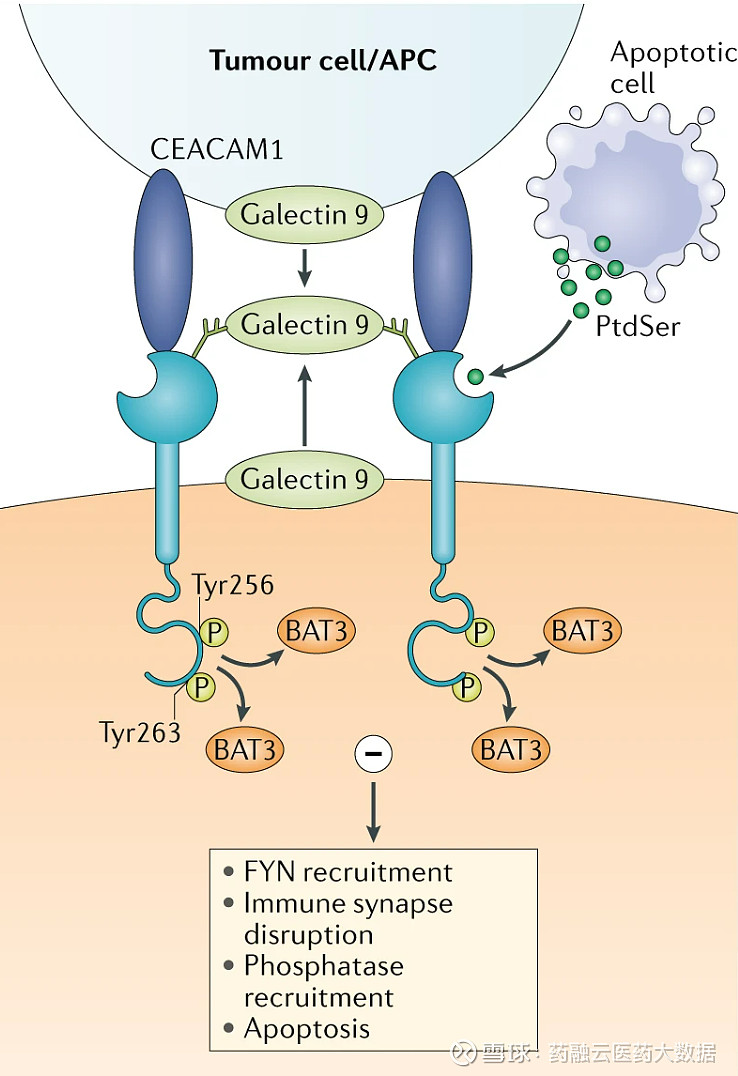 阿斯利康:PD1/TIM3双抗报临床！国内仅1家布局 引言2022年5月24日，药审中心承办了 阿斯利康 的1类生物制品AZD7789的临床 ...