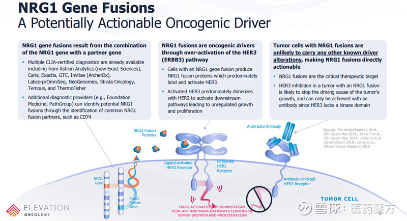 HER3单抗治疗NRG1基因融合实体瘤获FDA快速通道资格，将在ASCO公布临床数据 5月25日， Elevation Oncology 宣布，美国FDA已经授予该公司HER3单抗 ...