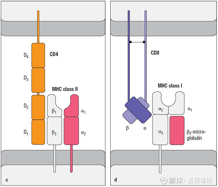 Science：陈列平发现CD8新配体PILRα Armstrong 2022年5月27日，陈列平课题组在Science期刊上发表文章，发现 ...