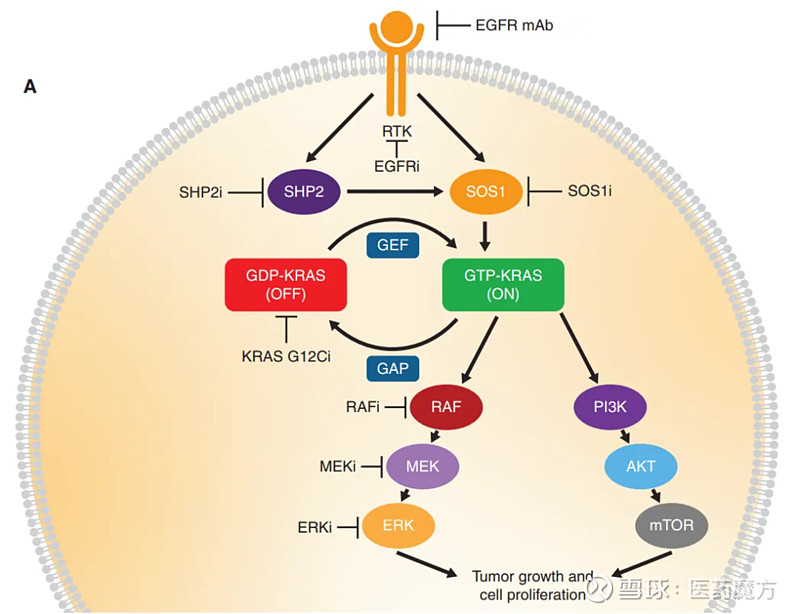 KRAS G12C之外，KRAS抑制剂开发路在何方？ KRAS是最常见的致癌突变基因，大约1/7的癌症中会发生KRAS突变。KRAS-G12C特异性抑制剂正在改变KRAS-G... - 雪球