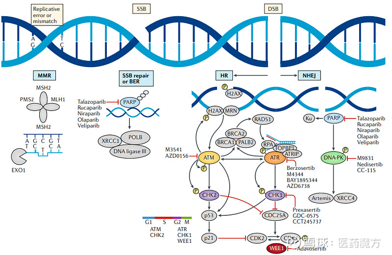 实力靶点RAD51：损伤修复，不辨不明 细胞代谢产生的活性氧，以及紫外线、遗传毒性化学物质等多种内源性和外源性因素可不断诱发DNA损伤。DNA ...
