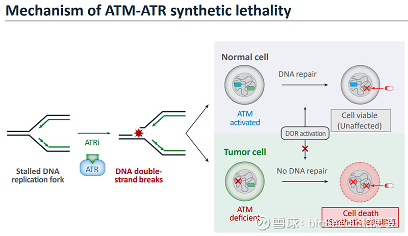 合成致死靶点持续火热：罗氏与Repare达成13亿美元合作 2022年6月1日，罗氏宣布与 Repare Therapeutics 就后者的 ...